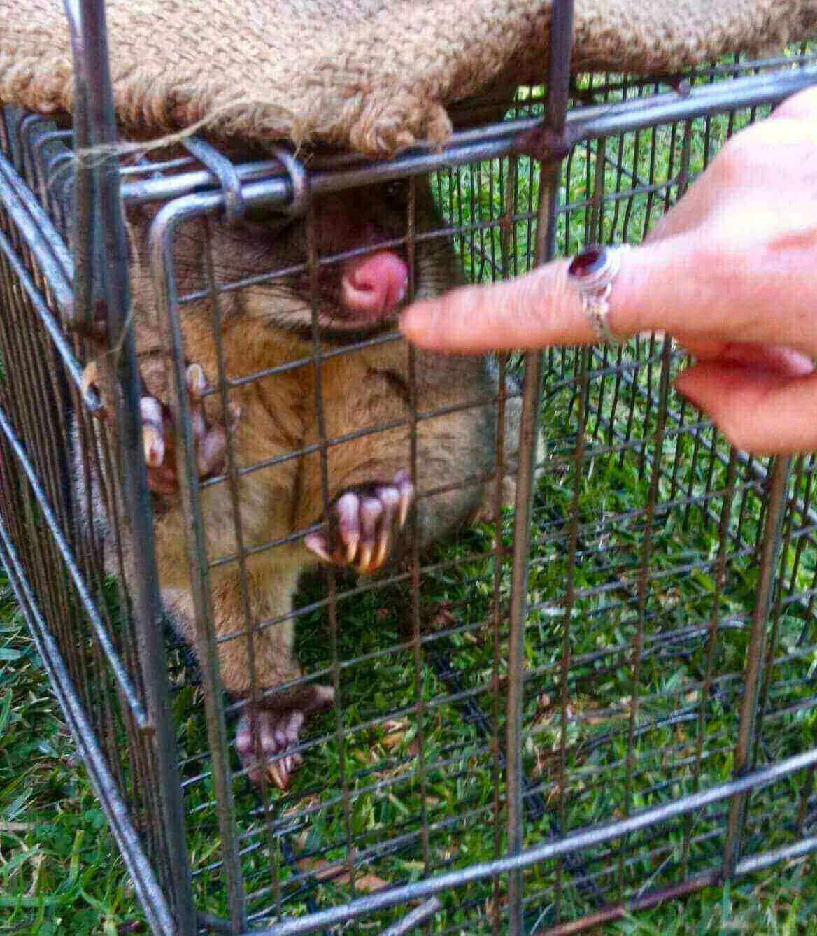 Animal Mentor Healing – Julie Jara New Frequency Healing